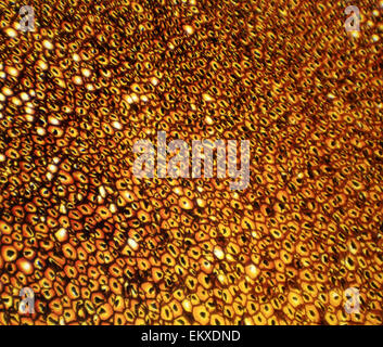 Plasmodesmata slice under the microscope, (Plasmodesma Sec.) 100x Stock ...