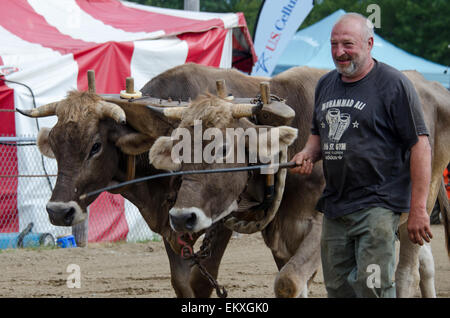 County fair ox pulling competition, Berwick, Nova Scotia, Canada Stock ...