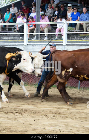 County fair ox pulling competition, Berwick, Nova Scotia, Canada Stock ...