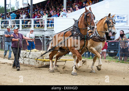 A competitor urges his horses on during the draft horse load-pulling ...