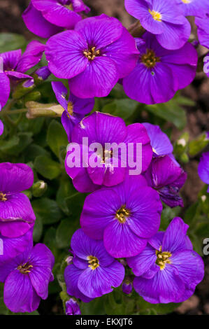 Perennial Aubrieta Kitte Blue Stock Photo - Alamy