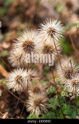 Acaena Ovalifolia seed heads Stock Photo - Alamy