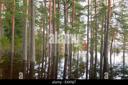 dirty forest river in spring. water contaminated with old tree trunks ...