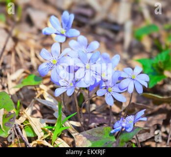 A closeup of beautiful white hepatica flowers in a garden Stock Photo ...