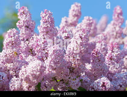 lilac flowers on green background Stock Photo - Alamy