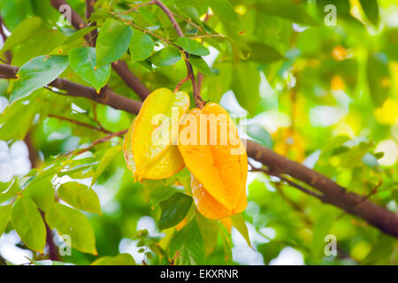Single ripe star fruit with green and yellow skin resting on weathered ...