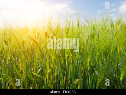 Sunset or sunrise on a rye field with golden ears and a dramatic cloudy ...