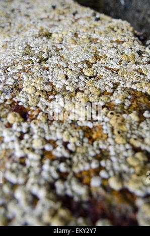 Barnacles Semibalanus balanoides Stock Photo - Alamy