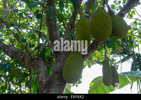 Fruit of the Jacaranda tree Stock Photo - Alamy