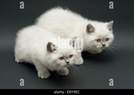 couple cute british kitten colorpoint longhair studio shot Stock Photo ...