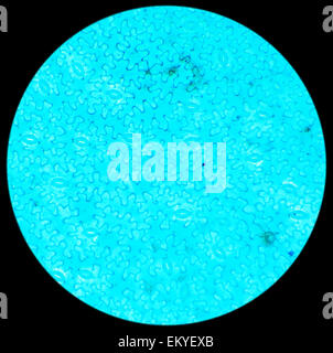 Vicia faba root cross section, microscope view Stock Photo - Alamy