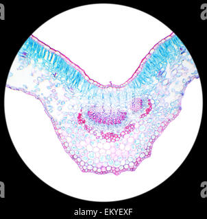 Winter Jasmine leaf under a microscope (Leaf of Winter Jasmine C.S ...