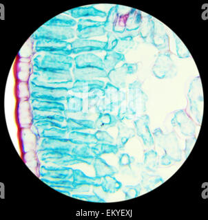 Winter Jasmine leaf under a microscope (Leaf of Winter Jasmine C.S ...