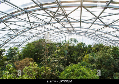 Masoala hall or Masoala kely, replica of the Madagascan Masoala ...