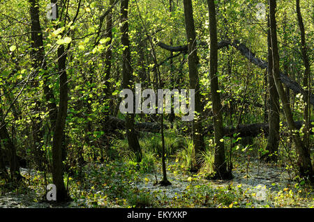 alder swamp, Germany, Mecklenburg-Western Pomerania, Usedom Stock Photo ...