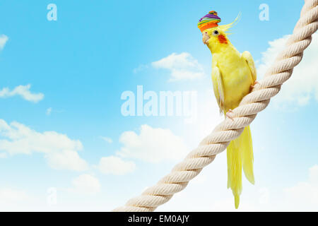 Image of funny parrot in funny hat Stock Photo - Alamy