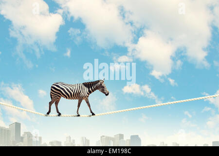 Image of zebra walking on rope high in sky Stock Photo - Alamy
