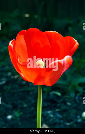 A single red tulip in an Oxfordshire garden Stock Photo - Alamy