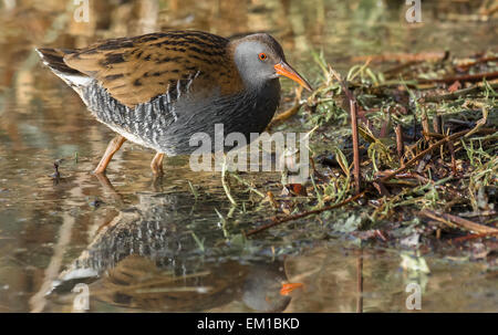 Water Rail at Slimbridge WWT Stock Photo - Alamy