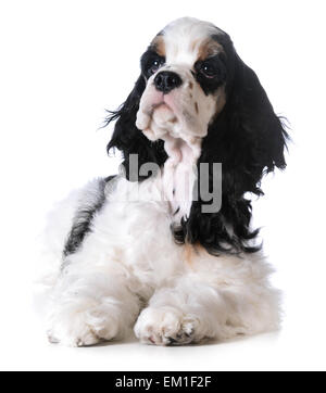 american cocker spaniel puppy laying down on white background Stock ...