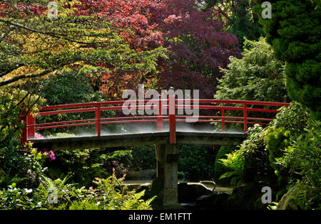 Red Japanese style bridge over stream in woodland in a large country ...