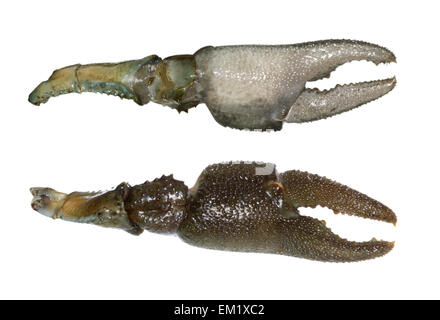 White-clawed crayfish (Austropotamobius pallipes) with signs of ...