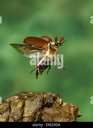 Cockchafer Beetle in Flight Stock Photo - Alamy