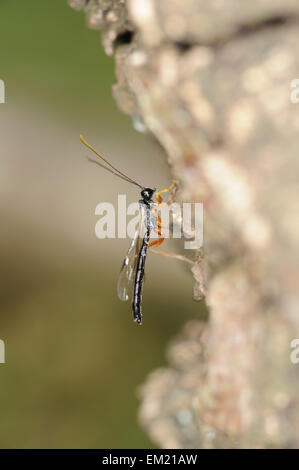 Ichneumon Wasp Lissonota setosa Stock Photo - Alamy