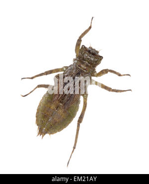 Broad-bodied Chaser dragonfly larva (Libellula depressa Stock Photo - Alamy