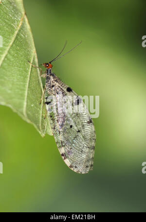 GIANT LACEWING Osmylus fulvicephalus Stock Photo - Alamy