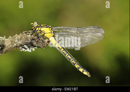 club-tailed dragonfly (Gomphus vulgatissimus), larva in water, Germany ...