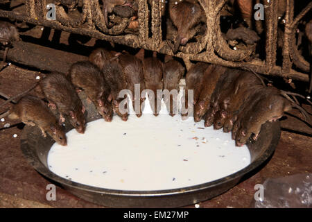Holy rats drinking milk from a bowl, Karni Mata Temple, Deshnok ...