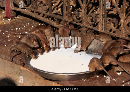 Rats drinking milk from a bowl at the Karni Mata Temple, Rat Temple ...