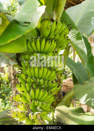 Bunch of small ripe bananas freshly picked from the tree Stock Photo ...