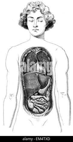 Viscera anatomy, illustration Stock Photo - Alamy
