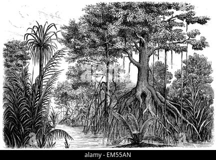 Red mangrove or Rhizophora mangle, vintage engraving. Old engraved ...