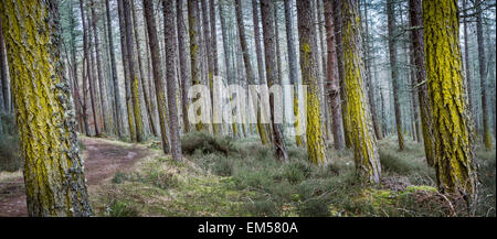 Lichen on Pine at Dores forest by Loch Ness in Scotland Stock Photo - Alamy