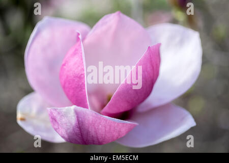 Pink Magnolia soulangiana flower close up Stock Photo - Alamy