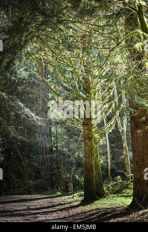 Dark Forest in Reelig Glen in the Scottish Highlands Stock Photo - Alamy