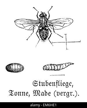 Historical illustration of a housefly, Musca domestica, Digital ...