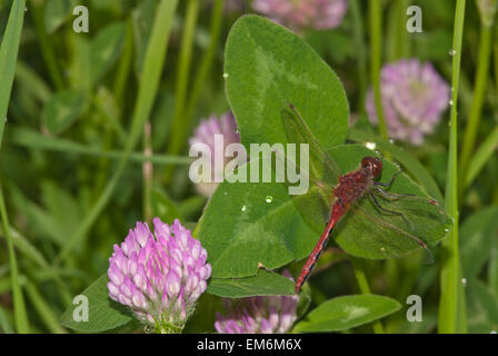 Cherry-faced Meadowhawk (Sympetrum internum Stock Photo - Alamy