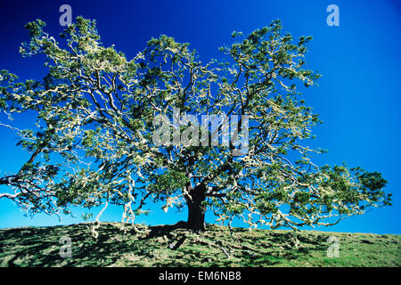 Big Island, Hawaii, Koa Tree, Mana Road, Mauna Kea, Acacia, Fabaceae ...