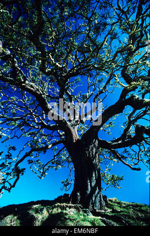 Big Island, Hawaii, Koa Tree, Mana Road, Mauna Kea, Acacia, Fabaceae ...