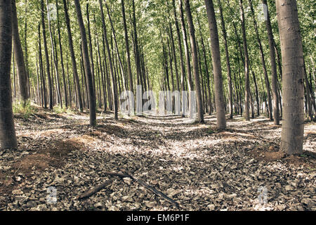A young forest of poplar trees on the banks of the Danube River in ...