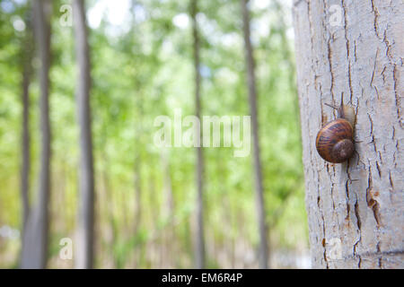 Beautiful scenery of the forest before the rain. Forest landscape in ...