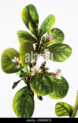 C. 1885 Isabella Sinclair, Closeup Of Nanea Flower On Plant Stock Photo ...