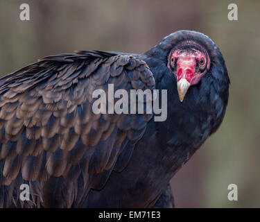 A portrait of a Turkey Vulture Stock Photo - Alamy