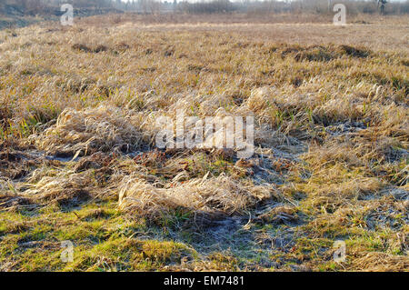 early spring landscape with dried grass Stock Photo - Alamy