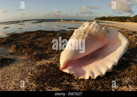 Hawaii, Oahu, North Shore, Conch Shell Laying In The Sand With Sun ...