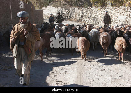 Afghan Shepherd And His Flock Of Sheep In Shekh Ali, Parwan Province ...